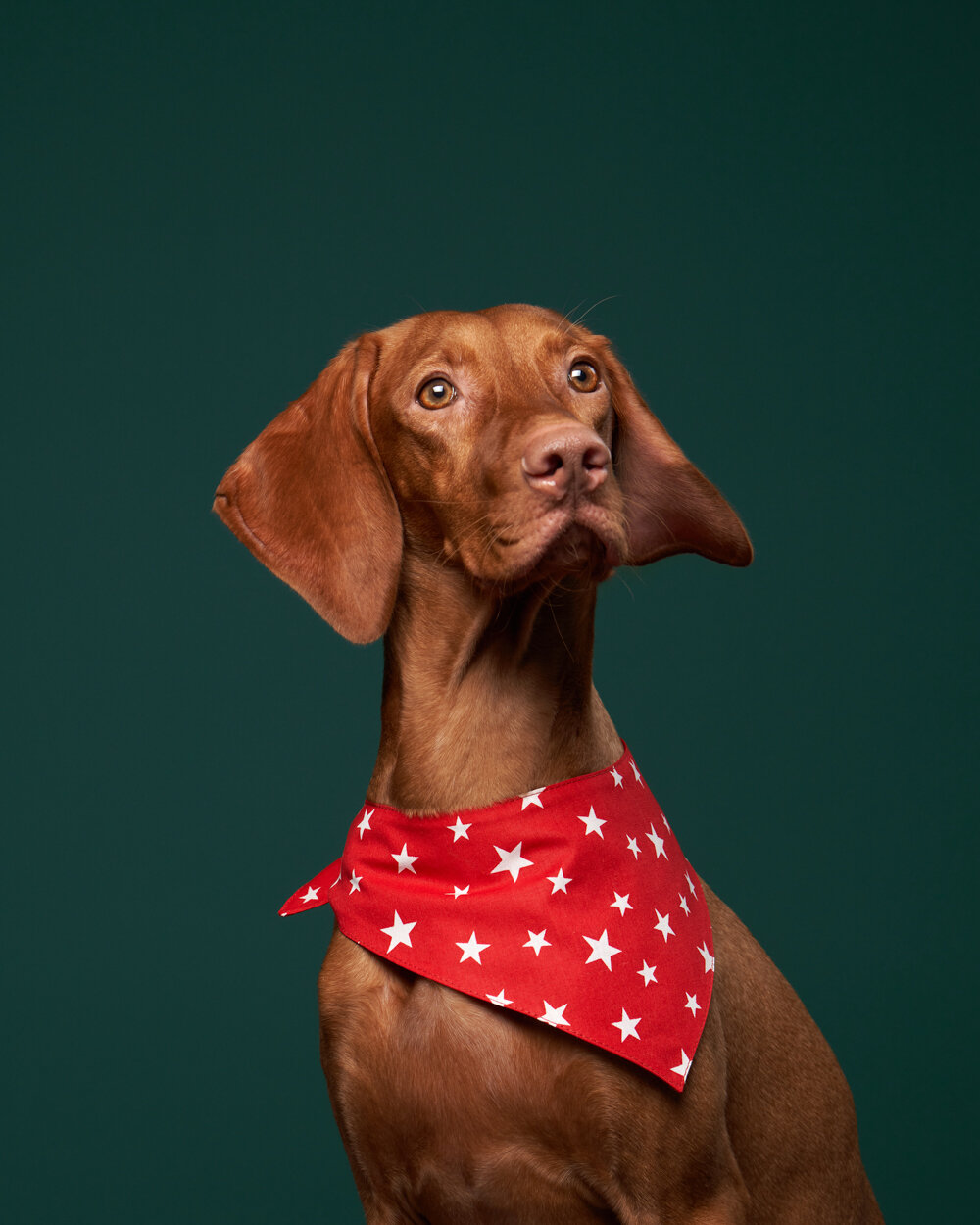 Бандана новогодняя для собак и кошек двусторонняя