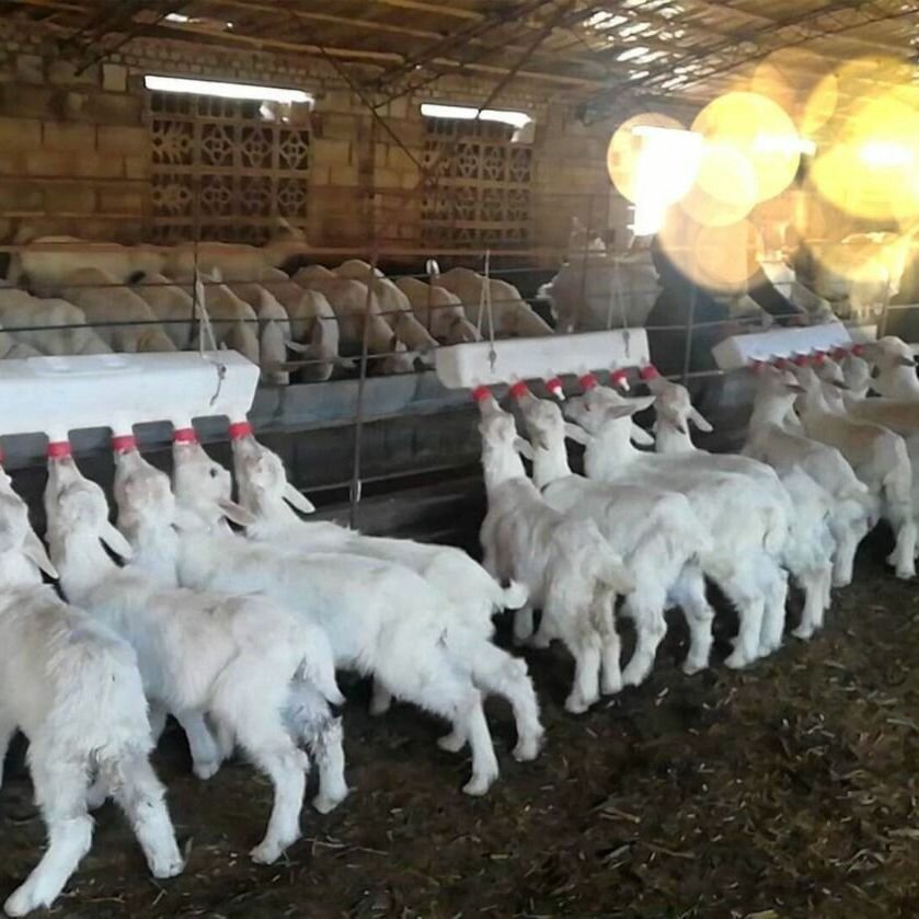 Оборудование для кормления поросят и ягнят (20 бесплатных силиконовых сосок)