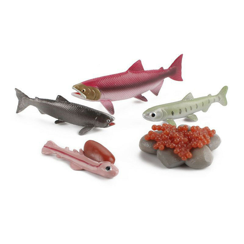 Модель цикла роста животных коллекция pvc для детей образование классная демонстрация птиц черепах лягушек лосося