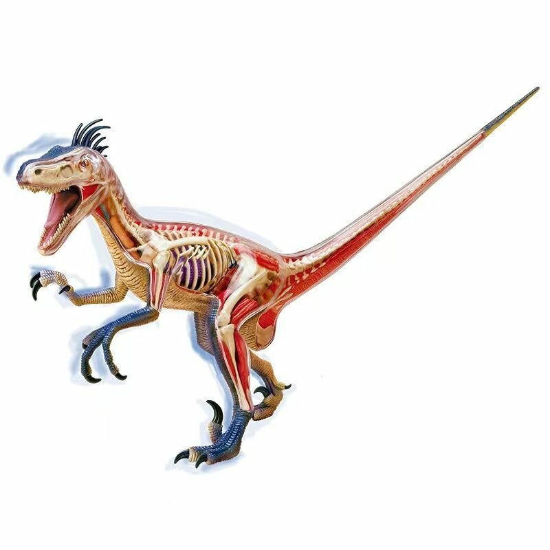 Модель анатомии динозавр/Развивающая игрушка