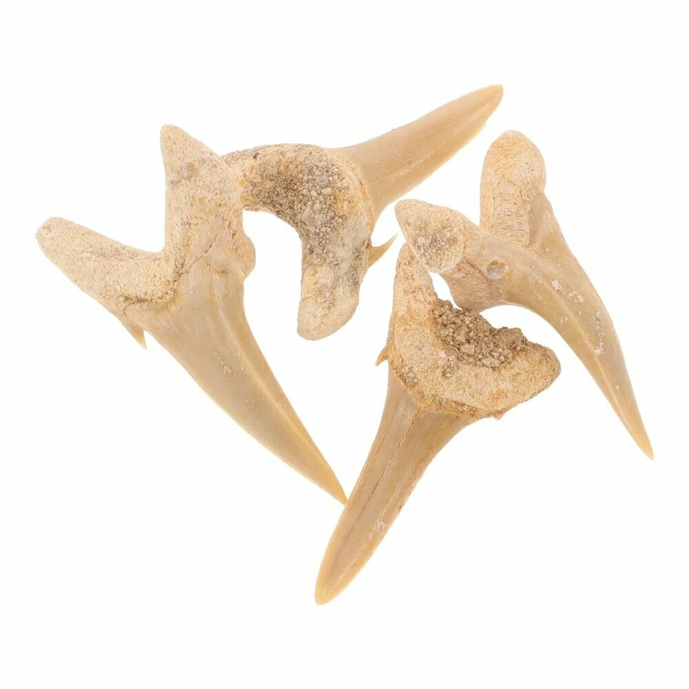 Зубы Акулы, Редкие Коллекционные Экземпляры, Для Геологического Образования, 4 Штуки