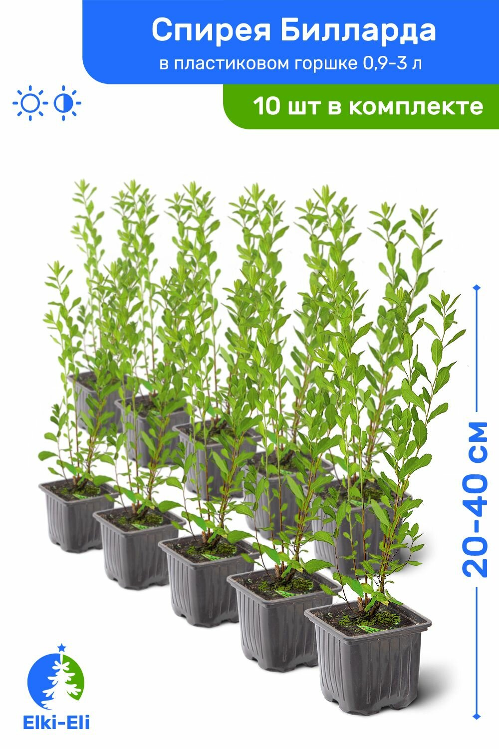 Спирея Billardii (Билларда) 20-40 см в пластиковом горшке, саженец, лиственное живое растение, комплект из 10 шт