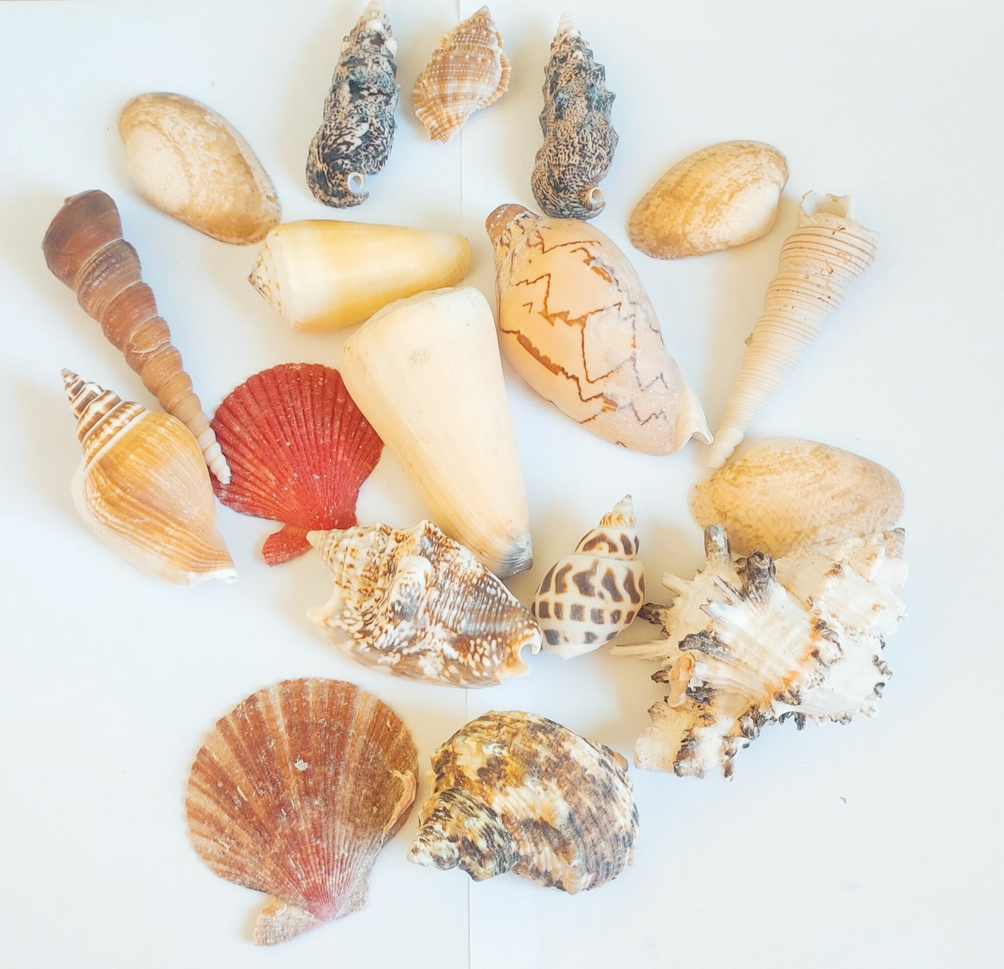 Набор морских ракушек 18шт — фото 1