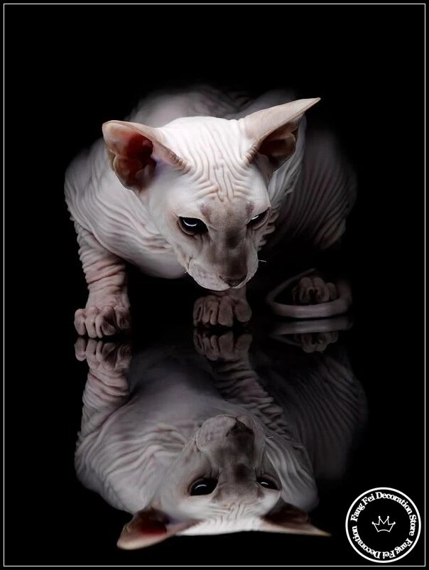 Алмазная мозаика на подрамнике "Кот породы сфинкс" круглые бриллианты 40х50см