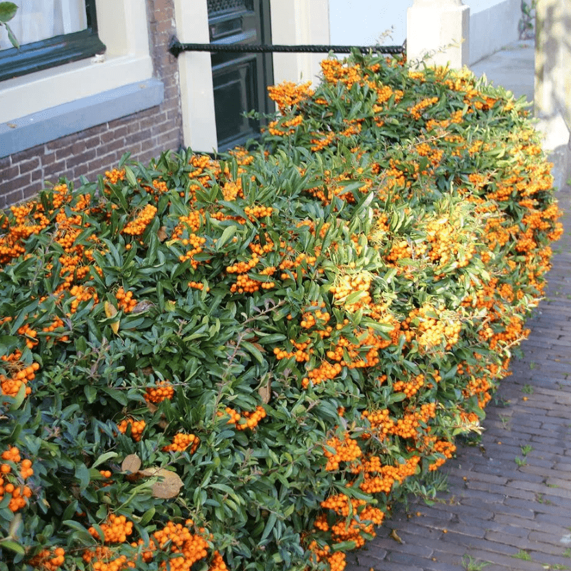 Пираканта шарлаховая Солейл Дор (1 саженец в горшке Р9), Нидерланды