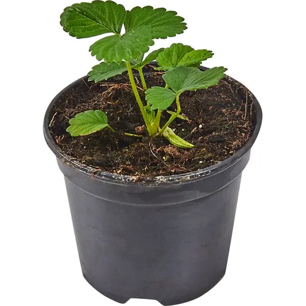 Рассада Земляника Эльсанта в контейнере D11 H10 1 шт