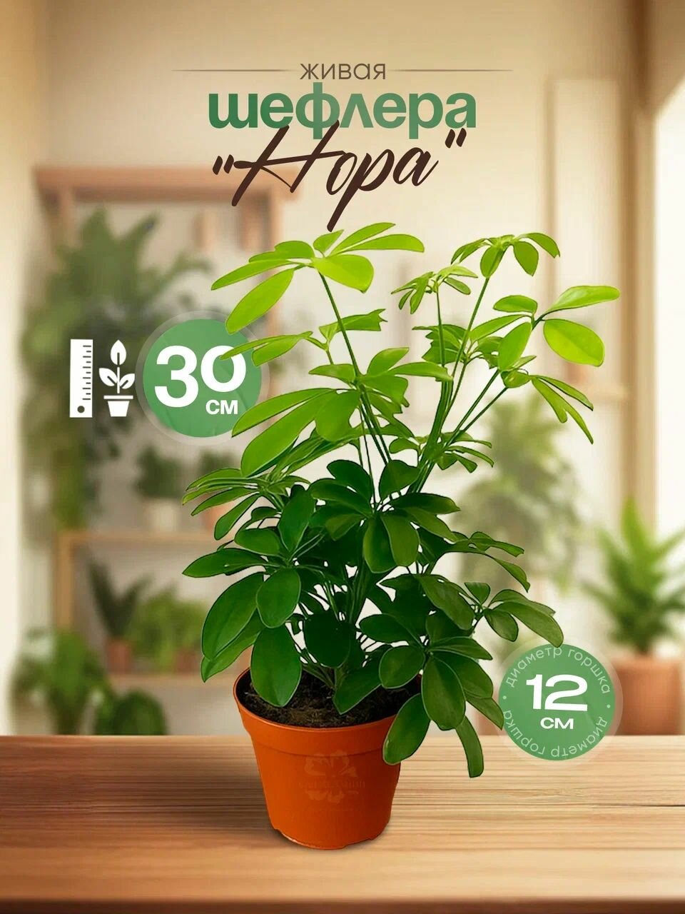 Шефлера Нора 50*12