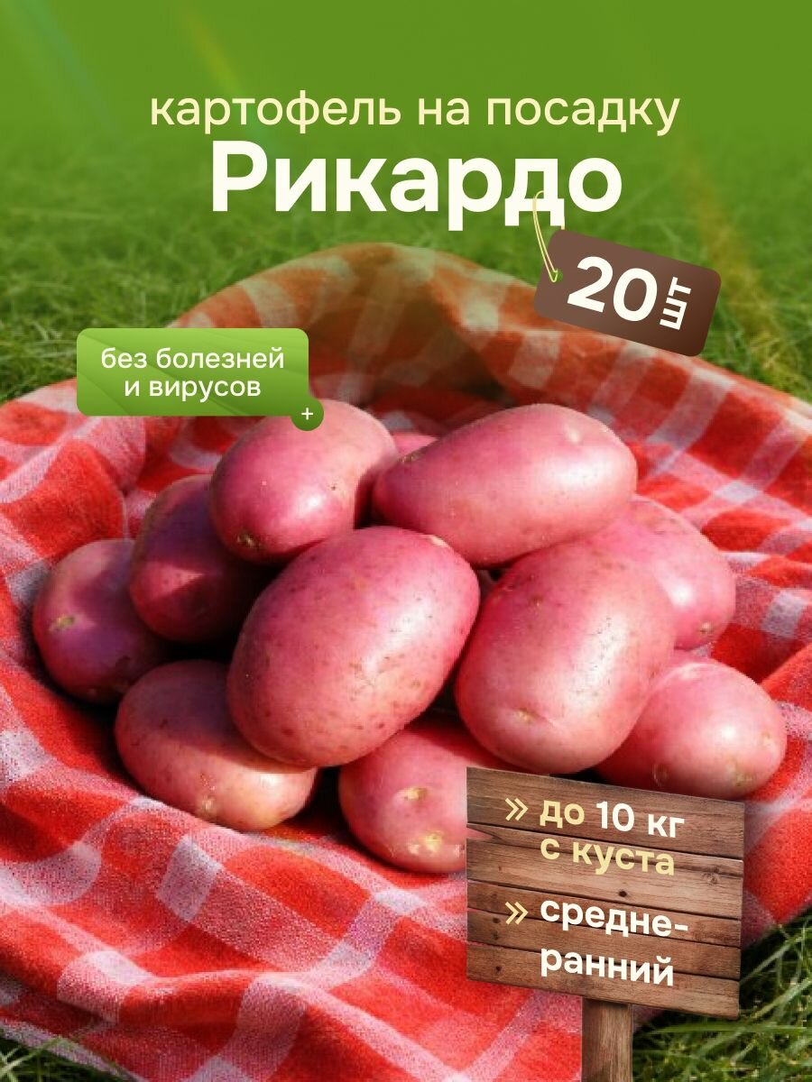 Семенной картофель на посадку Рикардо 20 шт (среднеранний)