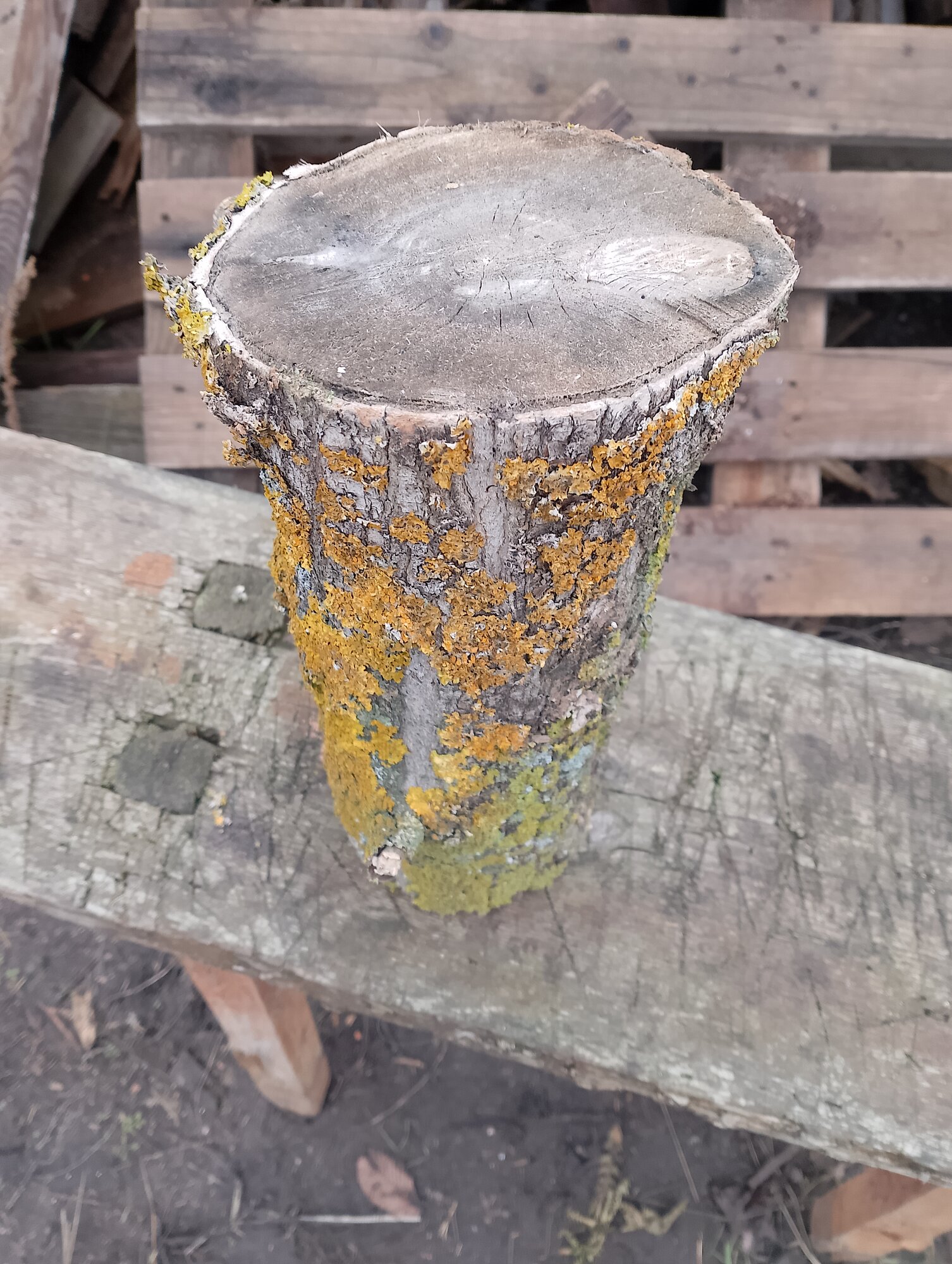 Пень (чурка, колода) из натуральной акации диаметром до 13 сантиметров