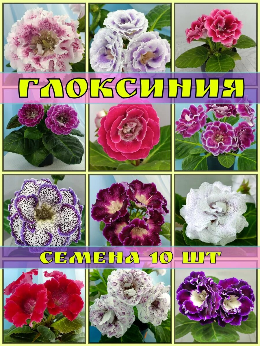 Глоксиния семена, смесь опылений, махровые и простые, 10 семян