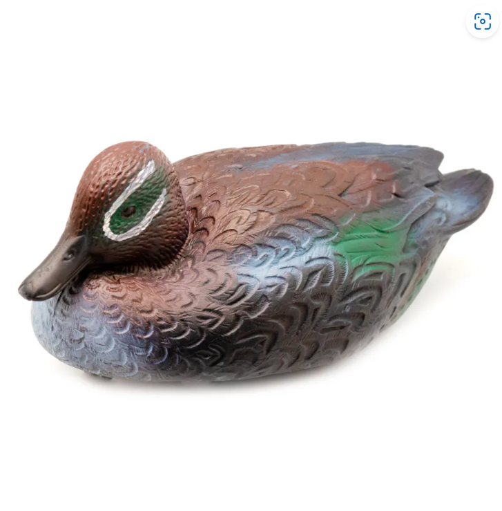 Чучело чирка плавающего (селезень)