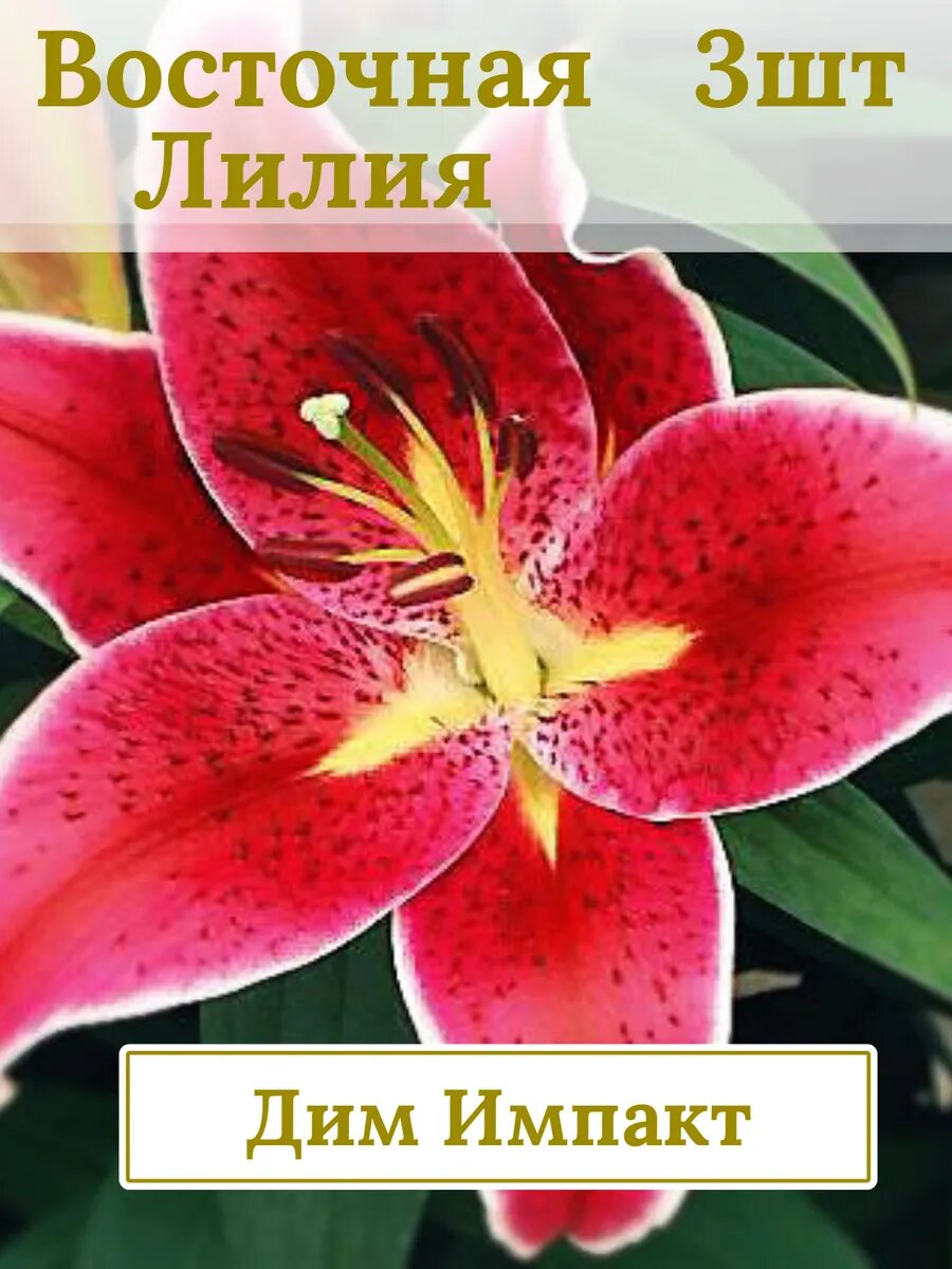 Лилия Восточная махровая, многолетние цветы, луковицы 3 шт