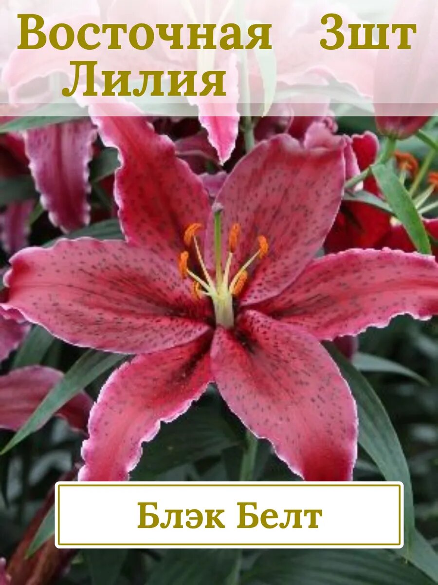 Лилия Восточная махровая, многолетние цветы, луковицы 3 шт