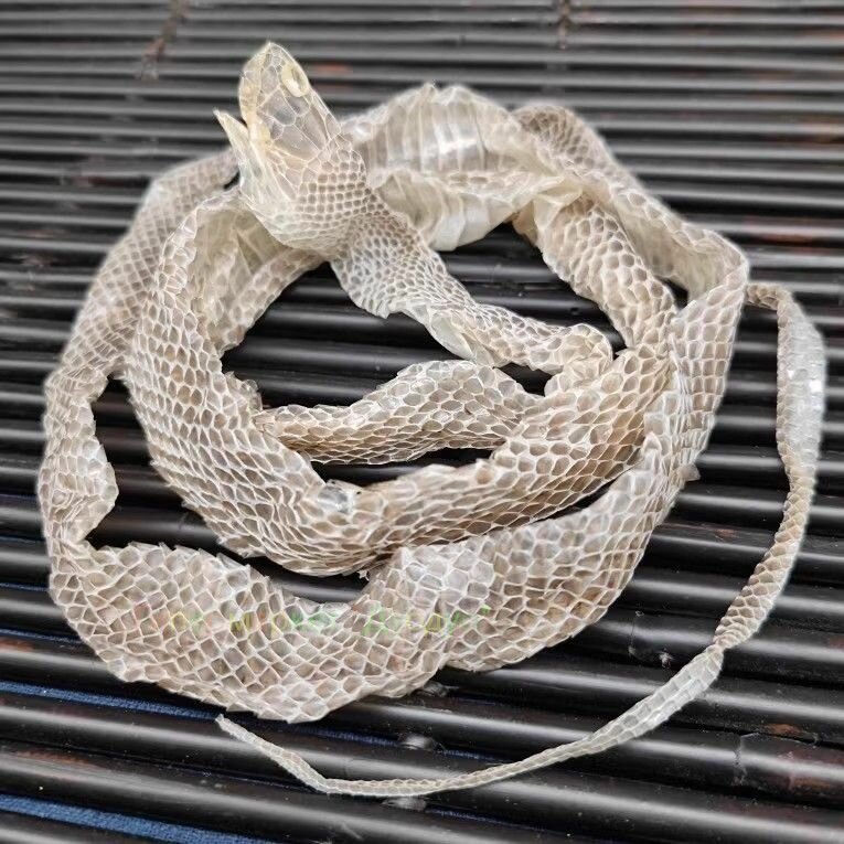 Выползки гадюки, 80-90 см (ширина 1-2см), 1 шт