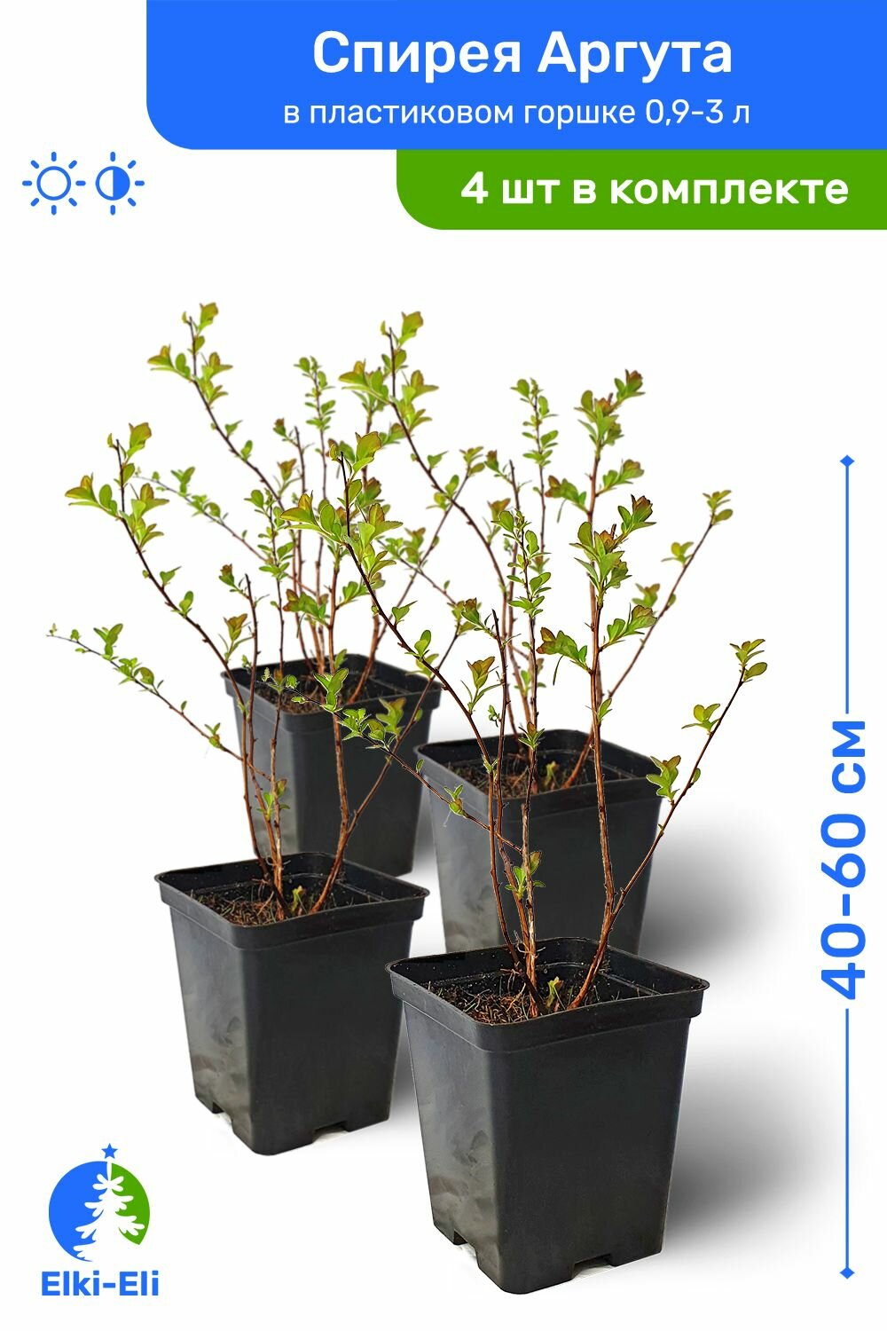 Спирея Аргута (Spiraea arguta) 40-60 см в пластиковом горшке, саженец, лиственное живое растение, комплект из 4 шт