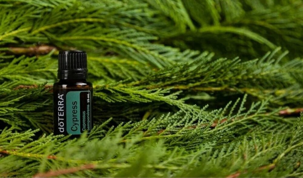 Cupressus doTERRA, Эфирное масло Кипарис Дотерра, пробник 1 мл