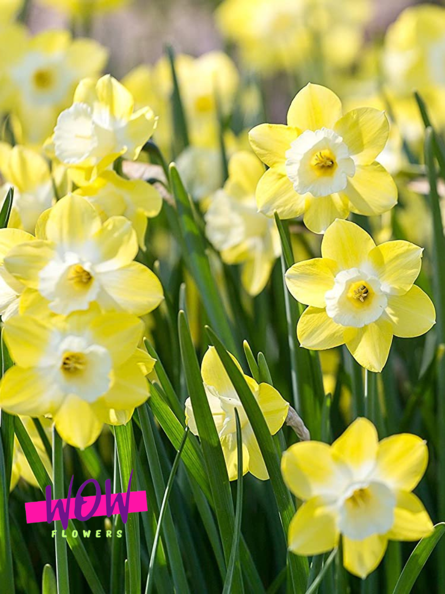 Луковицы цветов , WOW FLOWERS , Нарцисс Вердин ( 3 штуки ) желто-белый