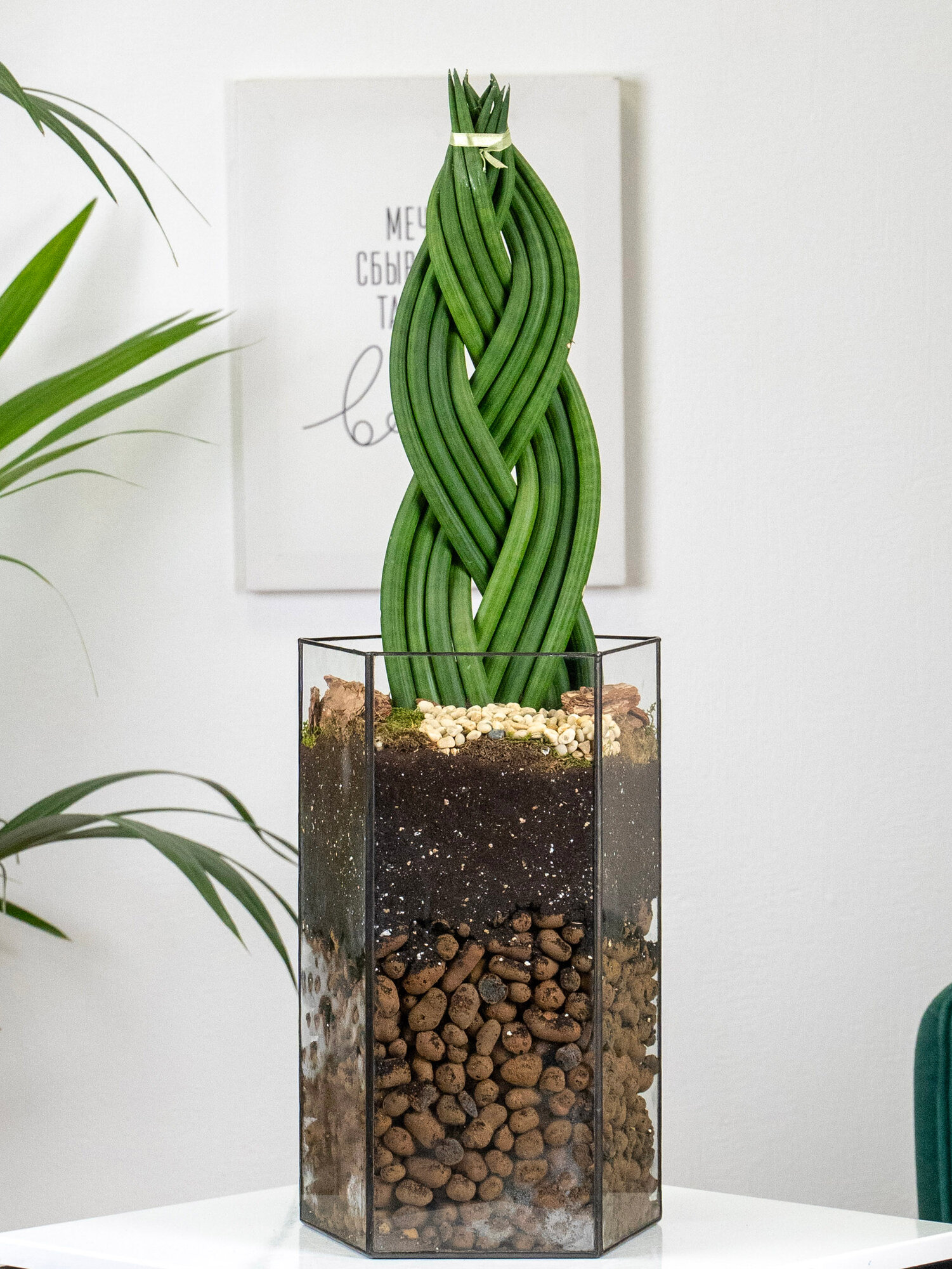 Geo Glass: Сансевиерия живая , неприхотливое растение , сансевиерия цилиндрическая 80-90 см