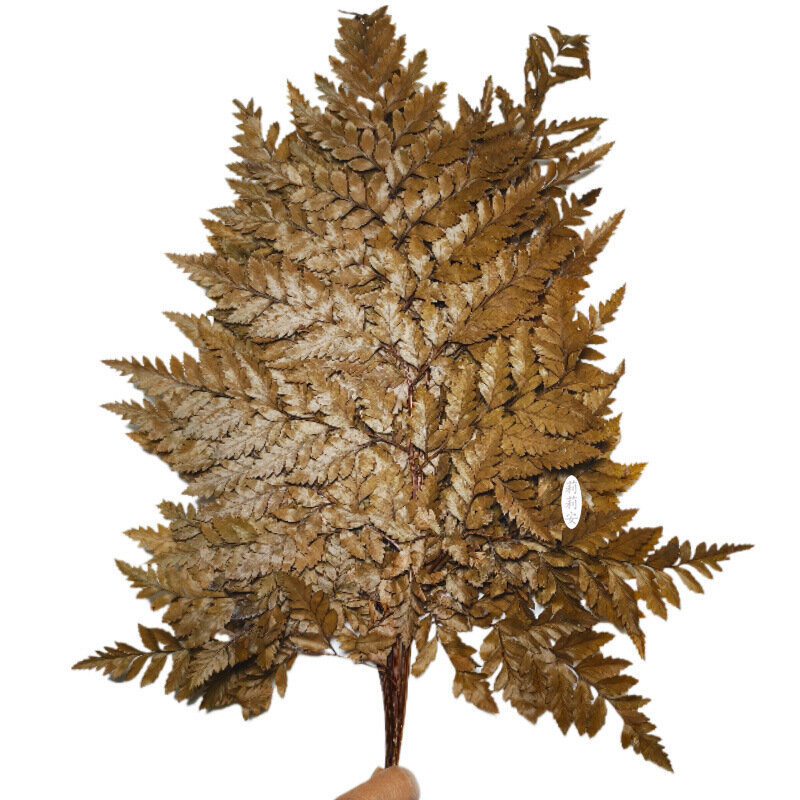 Вечные листья папоротника, сухие цветы, настоящие цветы, свадебная композиция, цветочная композиция, декор, листья Юньнаня, реквизит для фото, венозные сухие цветы, прессованные цветы