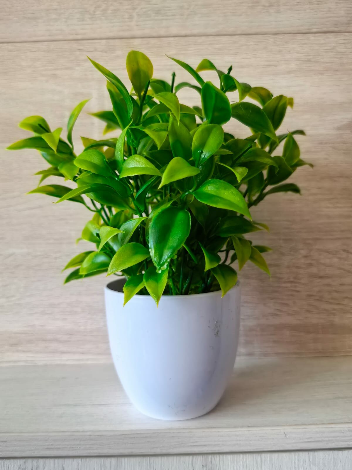 Искусственные цветы самшит в пластиковом горшке 5 веток