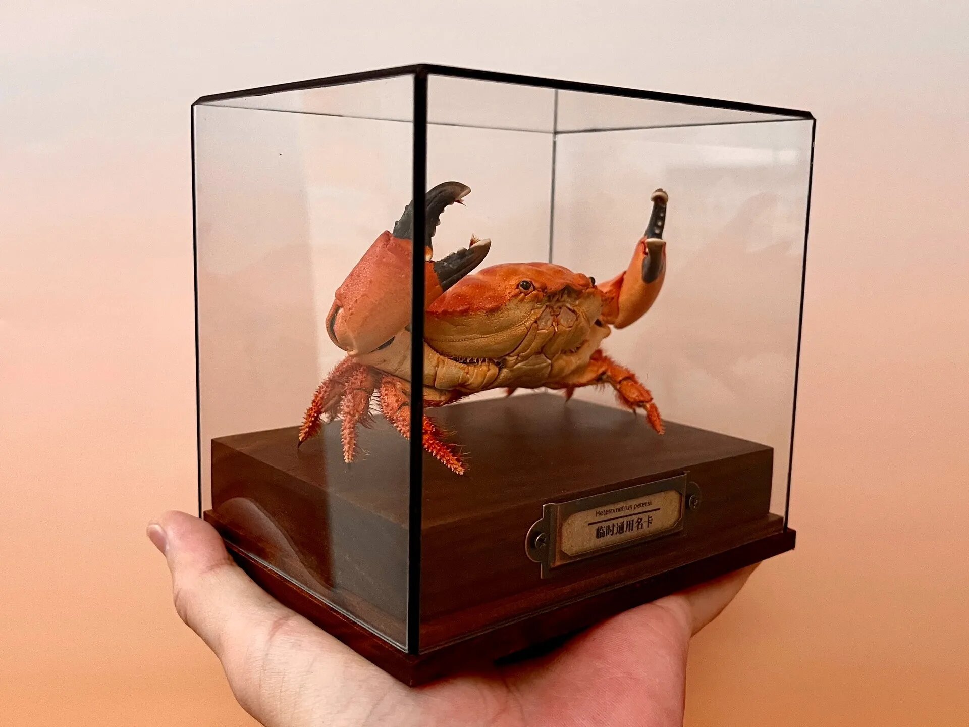 Коллекционная статуэтка краба Etisus Dentatus with glass cover