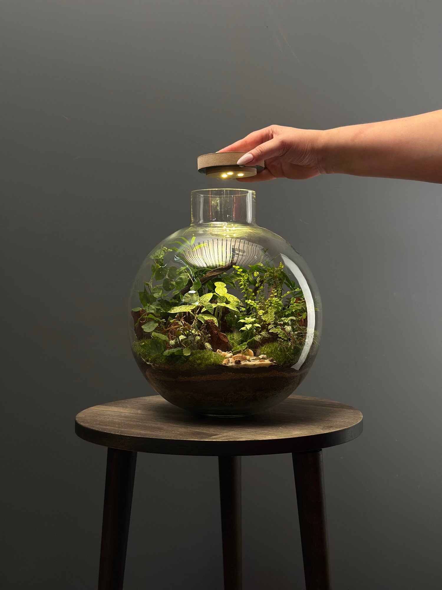 Большой тропический Флорариум Денебола - древний лес в стеклянном шаре с декоративной беспроводной подсветкой от Neopure