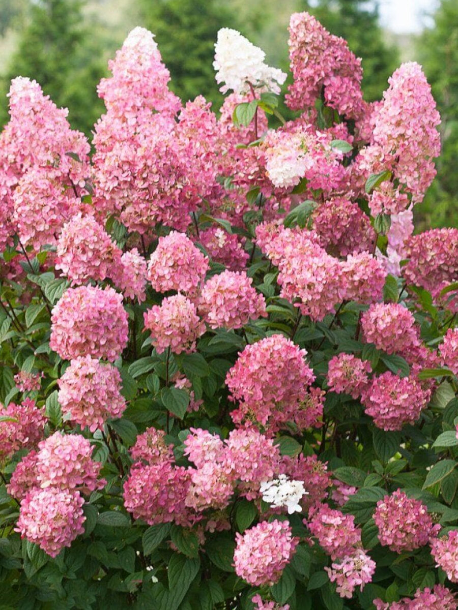 Гортензия метельчатая Пинк Леди (Hydrangea paniculata Pink Lady)