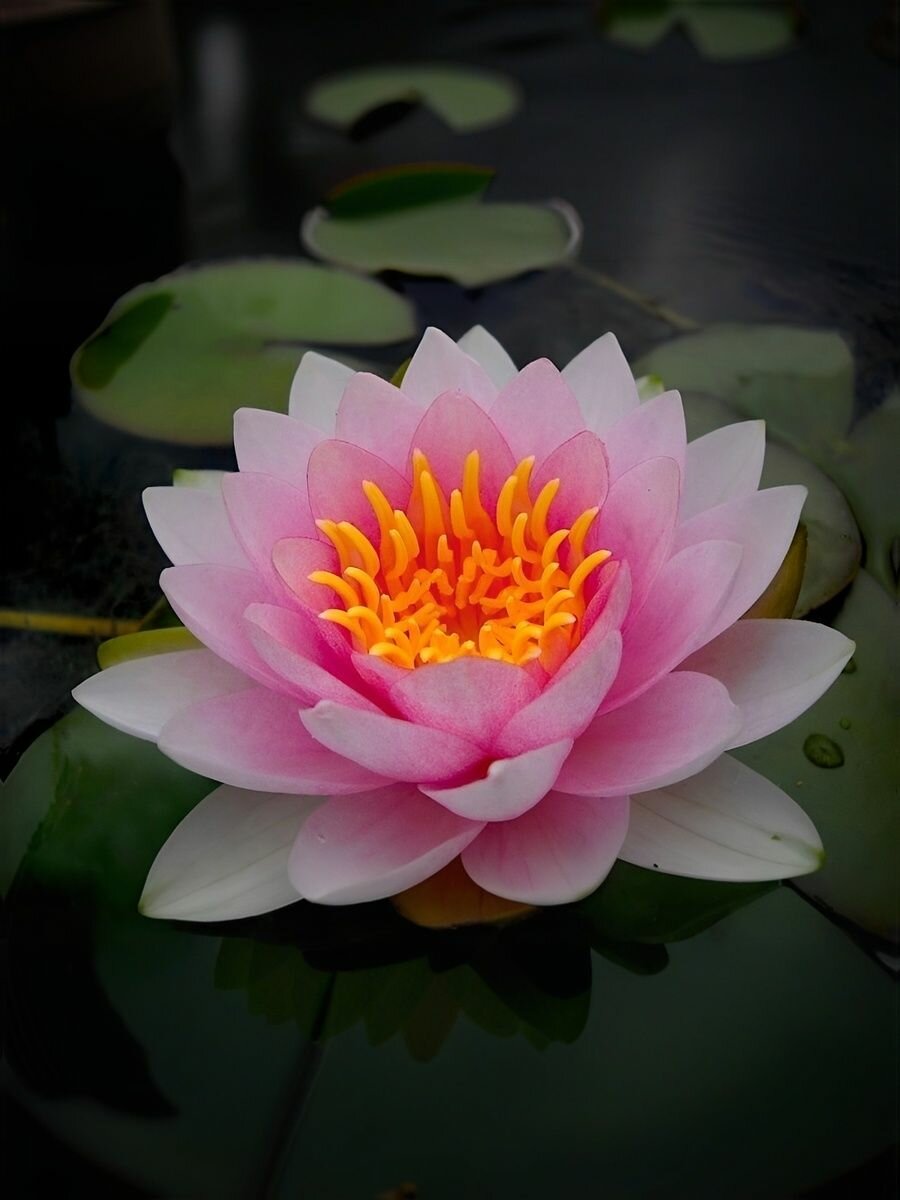 Живое растения для пруда Нимфея Мадам Вилфрон Гоннери розовая средний сорт (бульба/корень/клубень) 1 шт