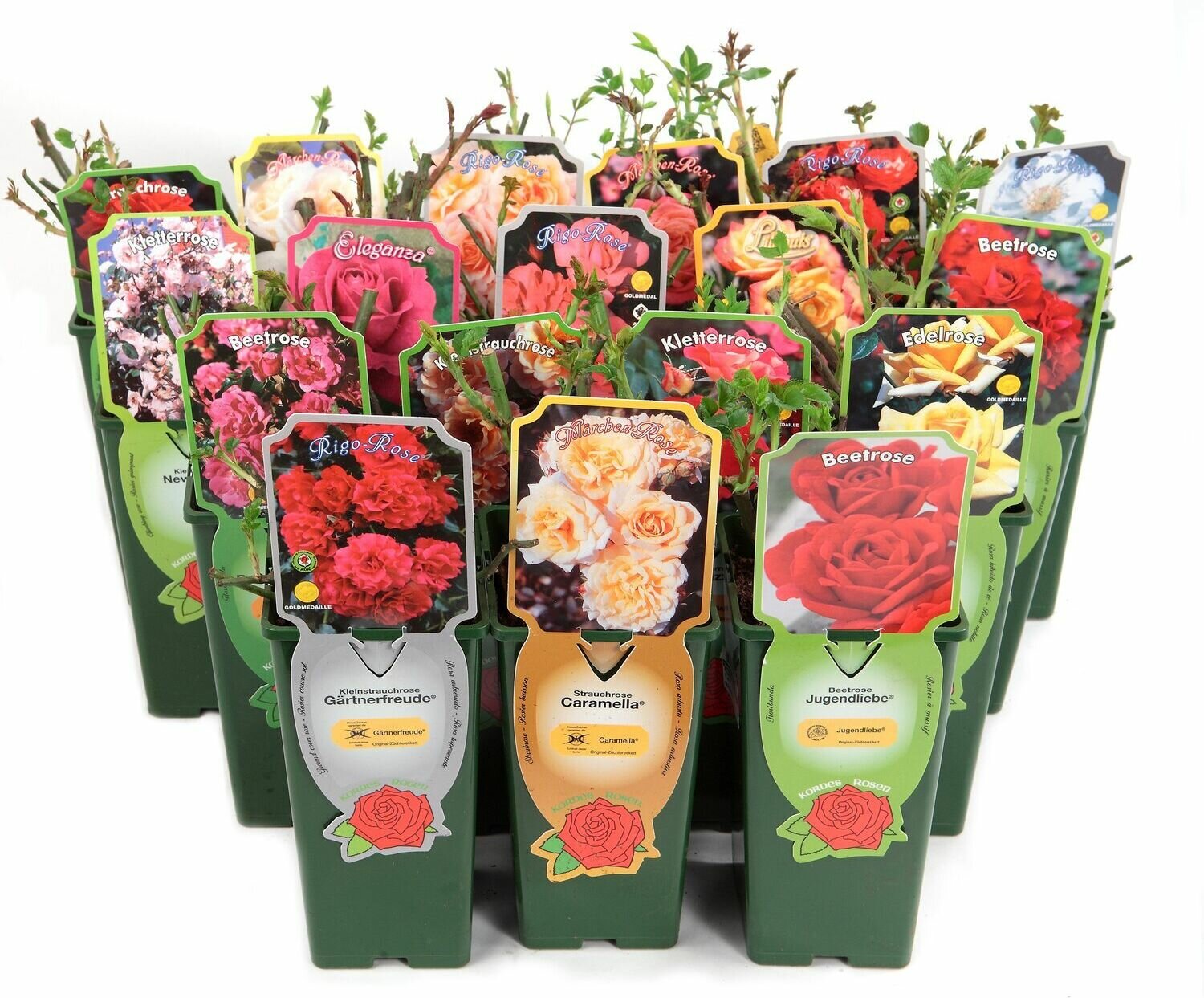 Роза Кордес Парковая Микс 896523, многолетняя, лиственная, цветы