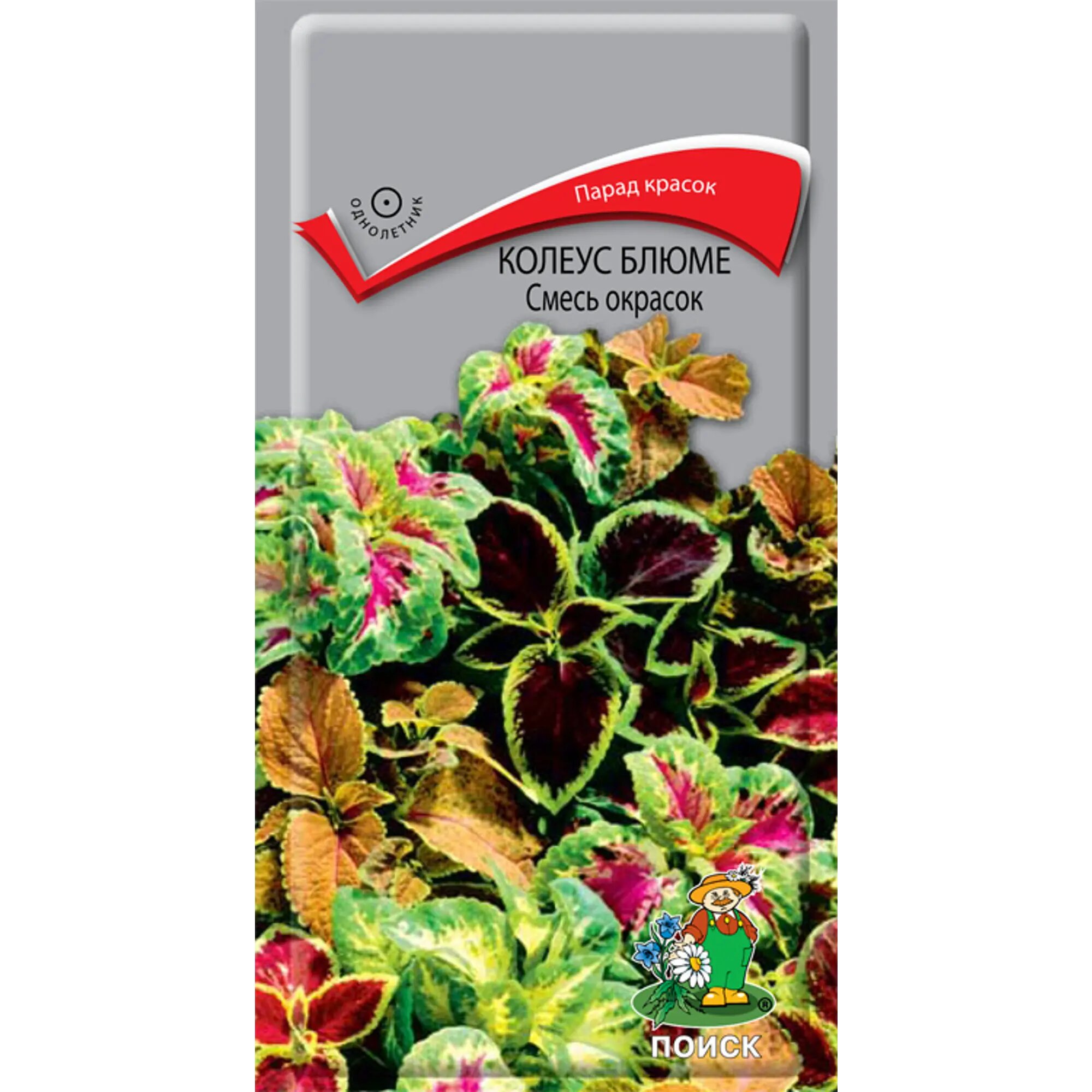 Поисксемена колеуса Блюме микс яркая смесь кустового колеуса для сада и балконов