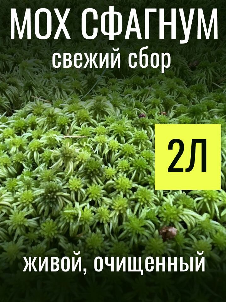 Мох сфагнум, свежий, очищенный. 2 литра. Для растений и террариумов.