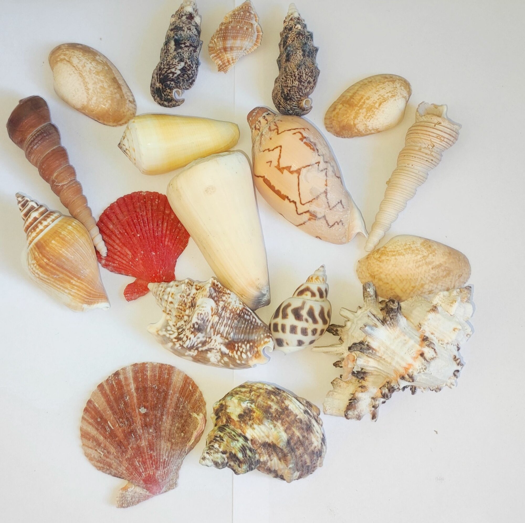 Набор морских ракушек 18шт — фото 1