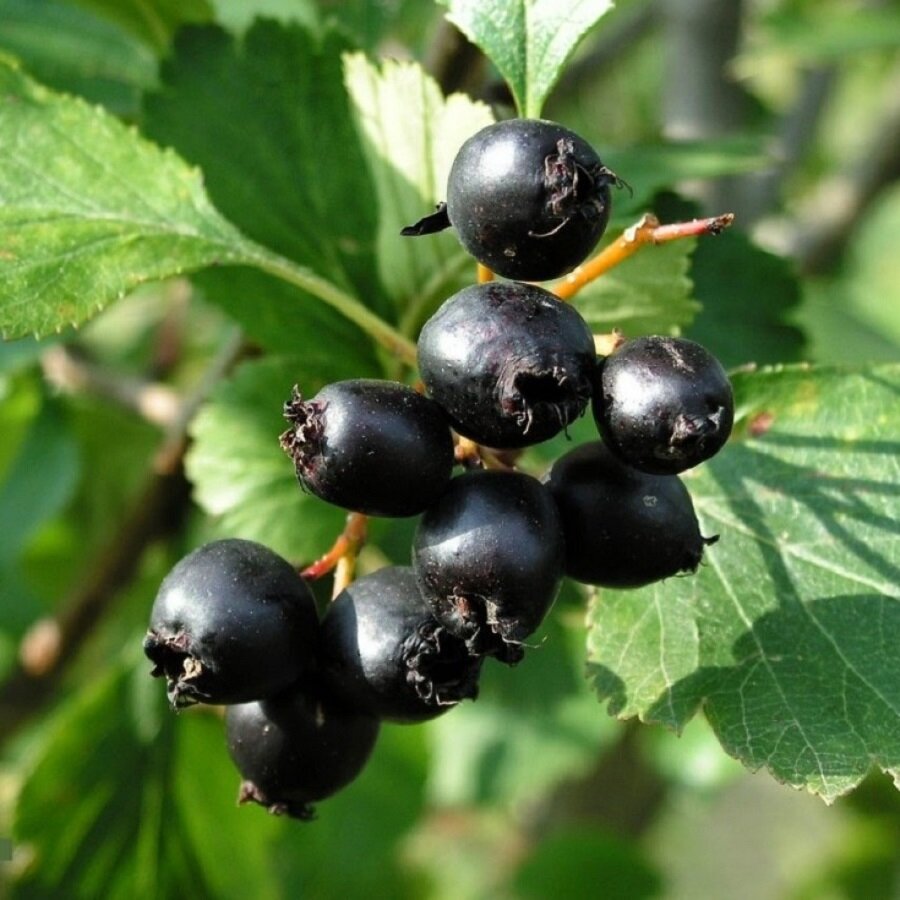 Семена Deodar SEEDS COMPANY Боярышник кавказский 30 шт.