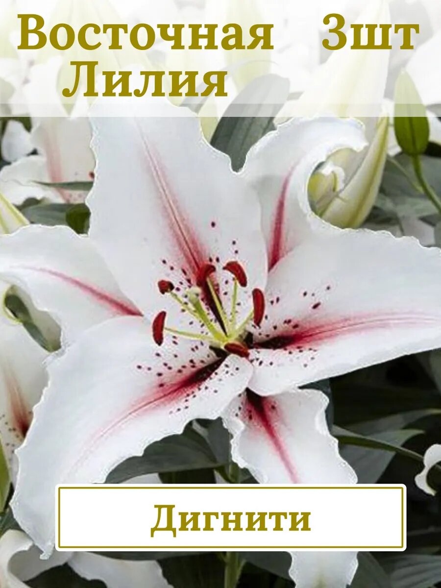 Лилия Восточная махровая, многолетние цветы, луковицы 3 шт