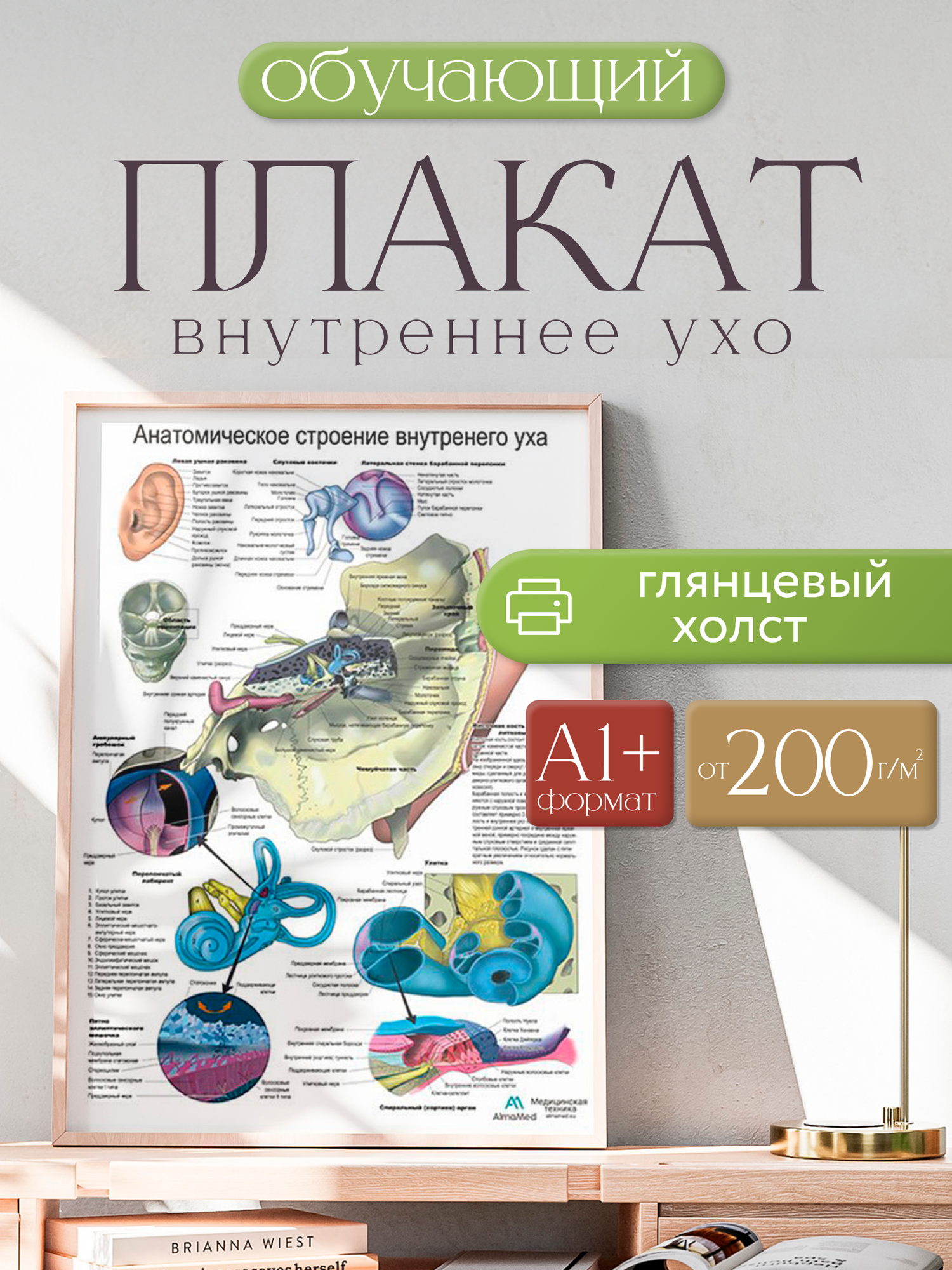 Внутреннее ухо, плакат глянцевый глянцевый холст от 200 г/кв. м, размер A1+