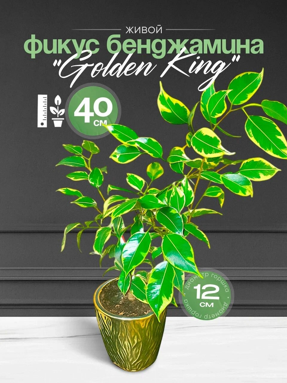 Фикус Бенджамина Голден Кинг 40*10