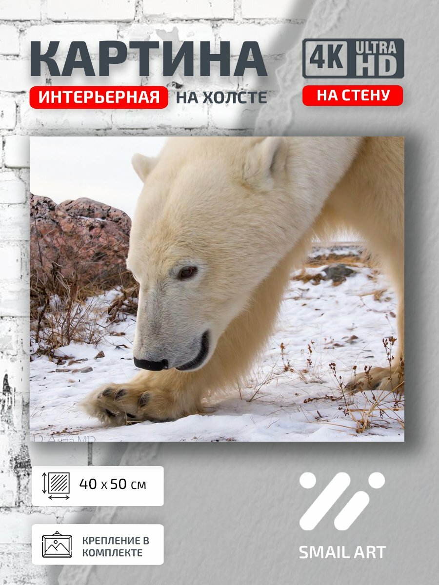 Картина на холсте интерьерная 40 на 50 на стену Медведь Animal для кабинета animal style