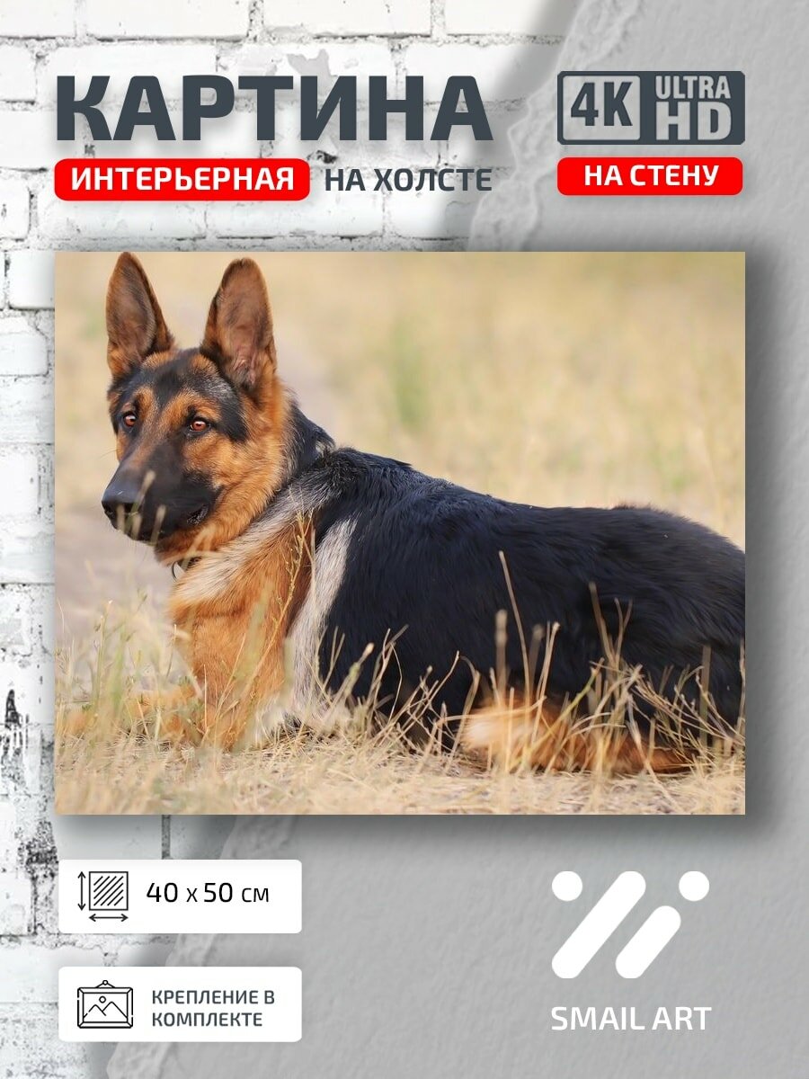 Картина на холсте интерьерная 40 на 50 на стену Животные овчарка для офиса атмосфера