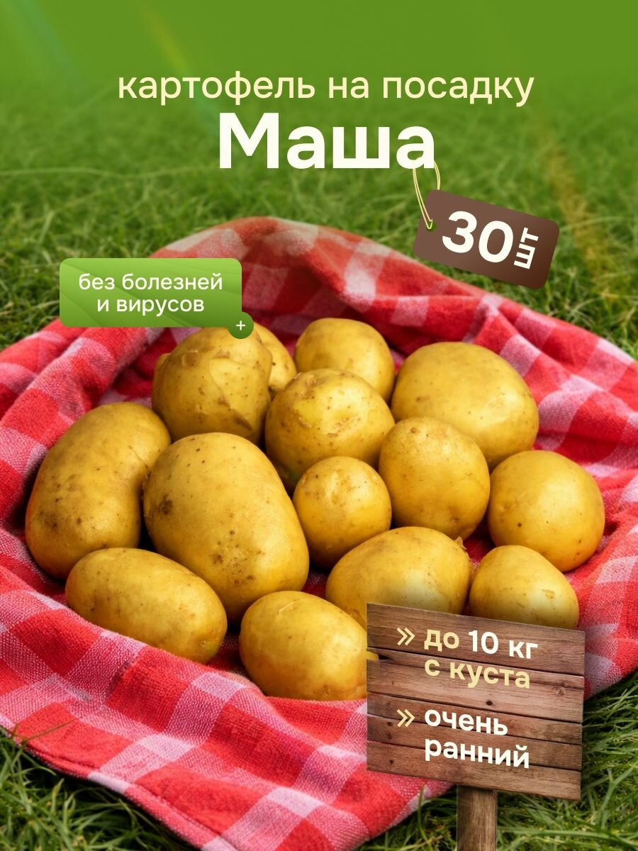 Семенной картофель на посадку Маша 30 шт (среднеранний)