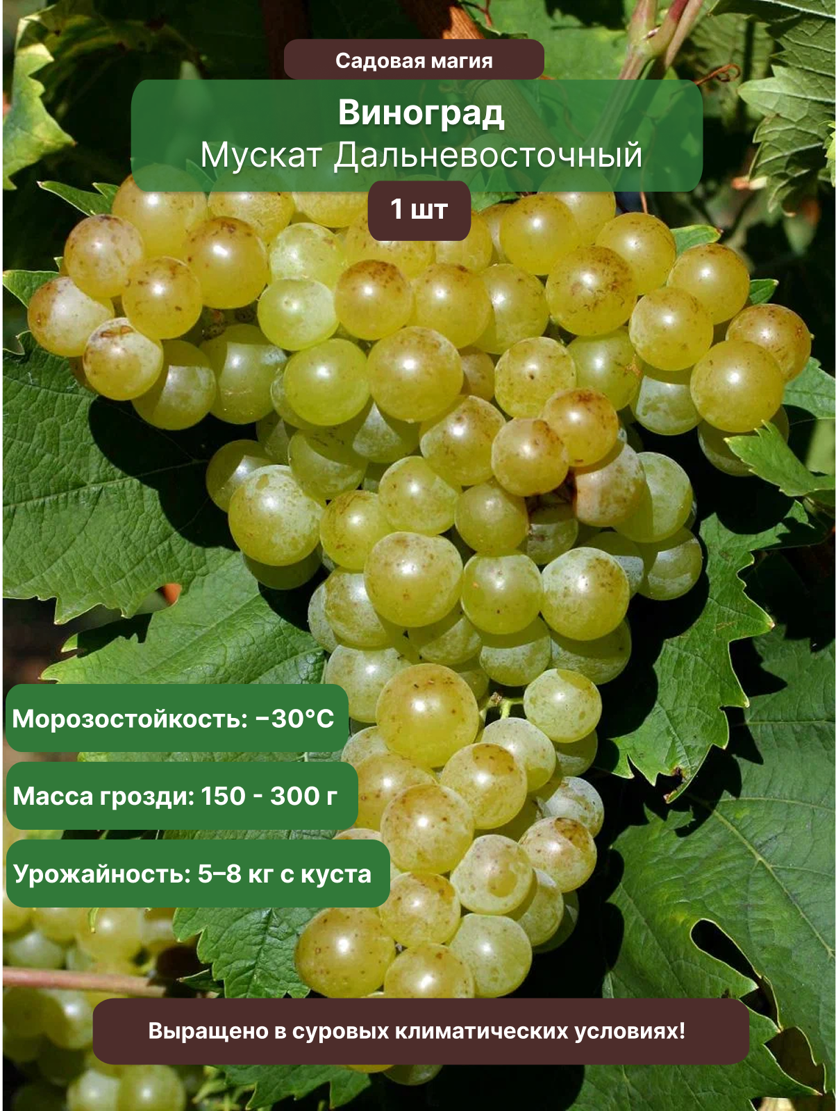 Виноград Мускат Дальневосточный / 1 шт, морозостойкий, раннеспелый