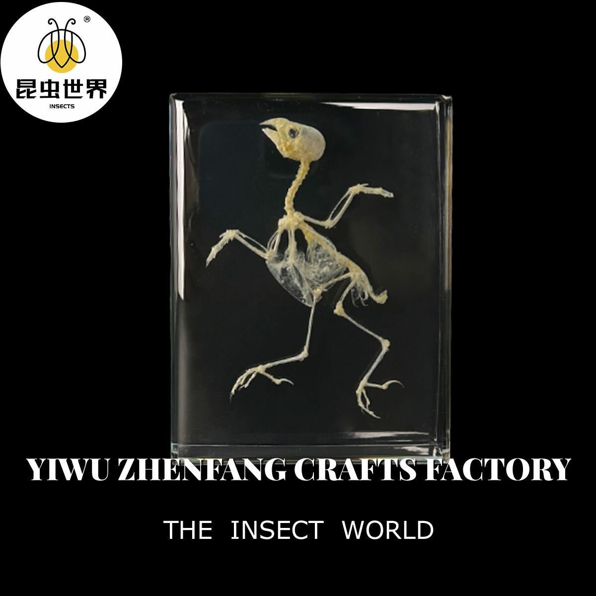 Настоящий образец насекомого, коллекция насекомых, Скелет птицы 11,8 8,8 2,5 см