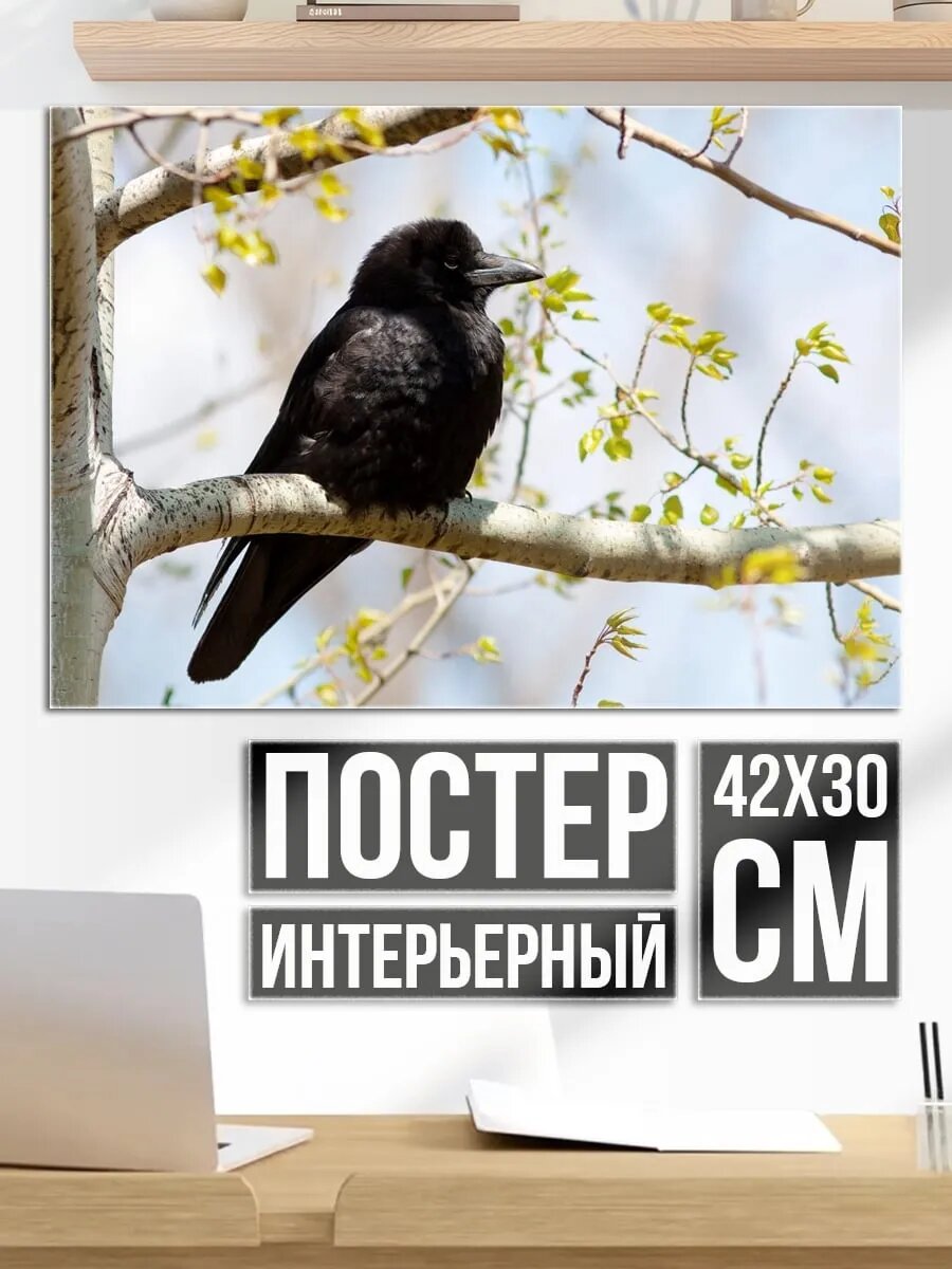 Плакат постер Ворон на ветке