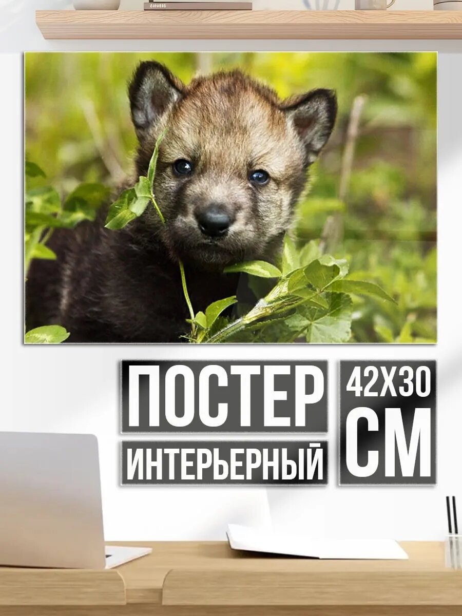 Плакат постер Волчонок в траве