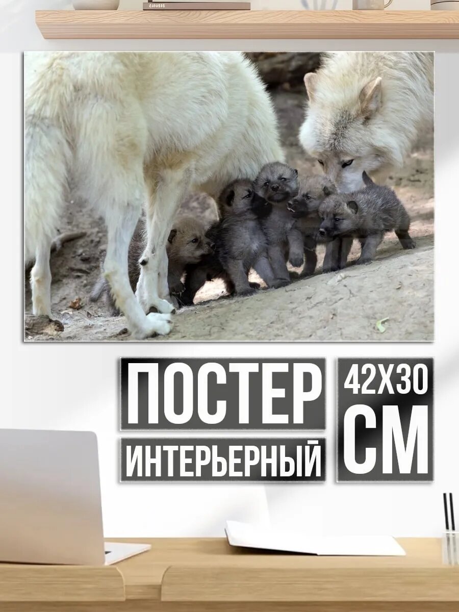 Плакат постер Волчья семья
