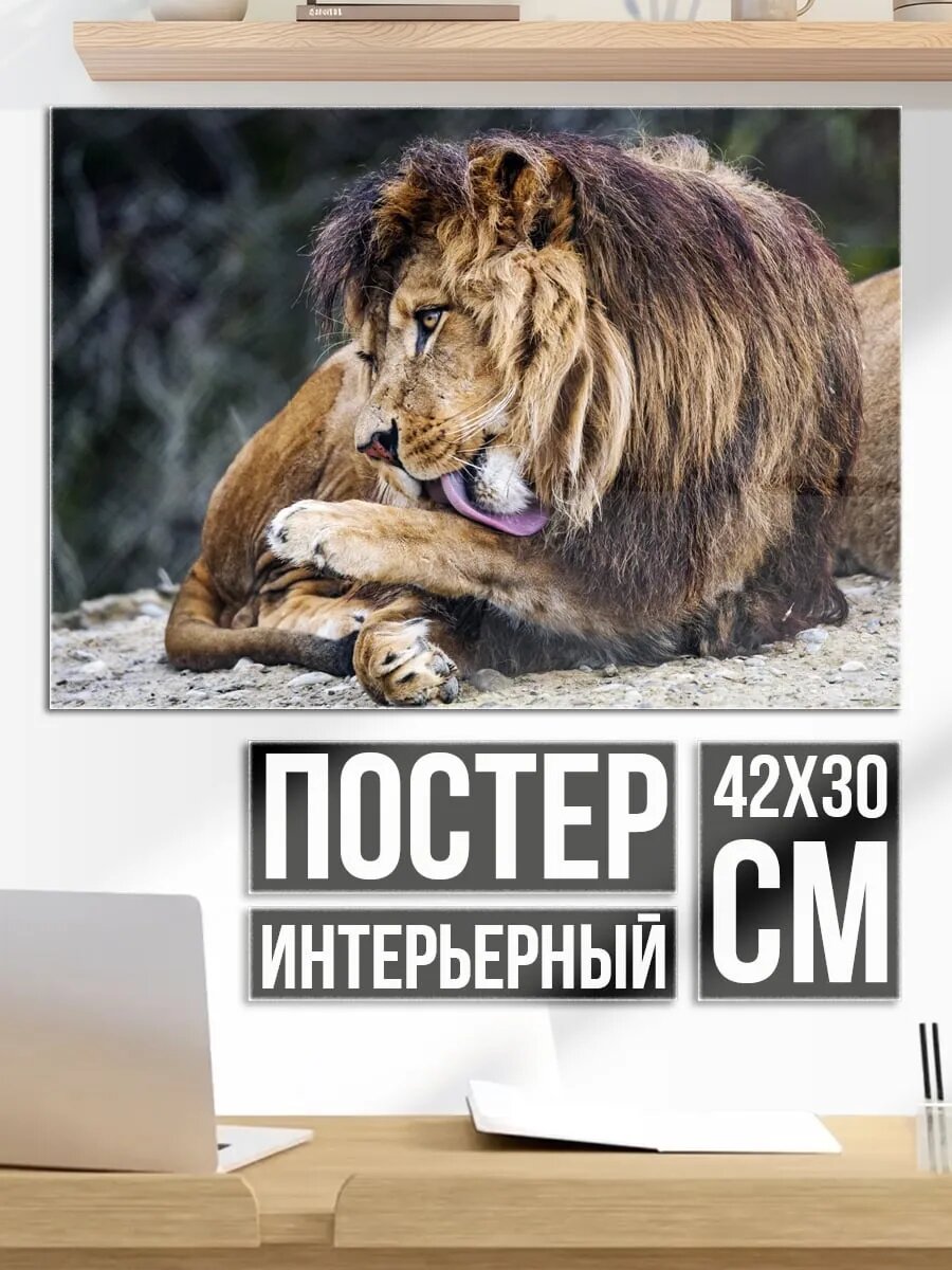 Плакат постер Лев на камне