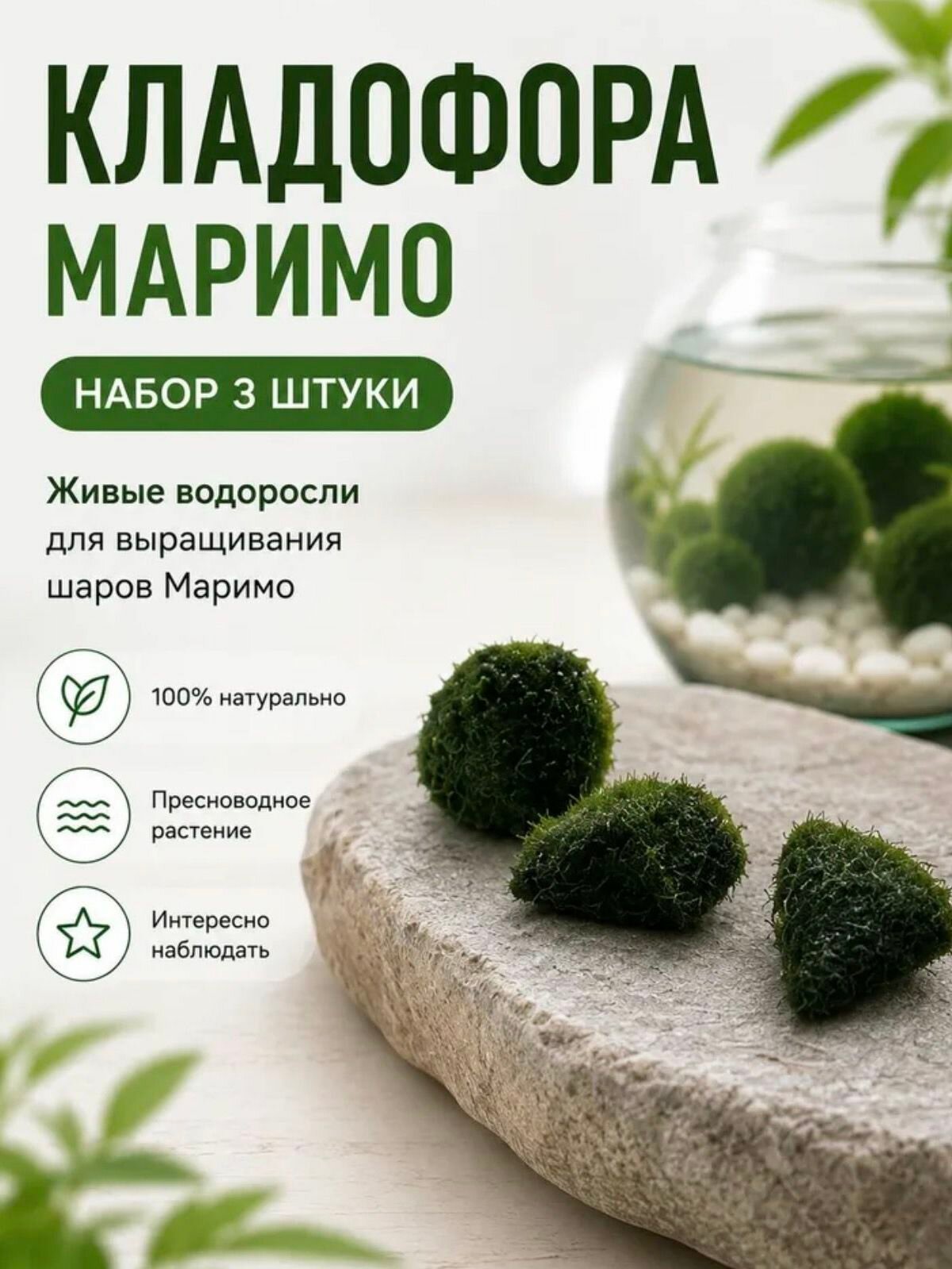 Кладофора Маримо 3 шт набор для выращивания шара Маримо Живые водоросли для аквариума и декора