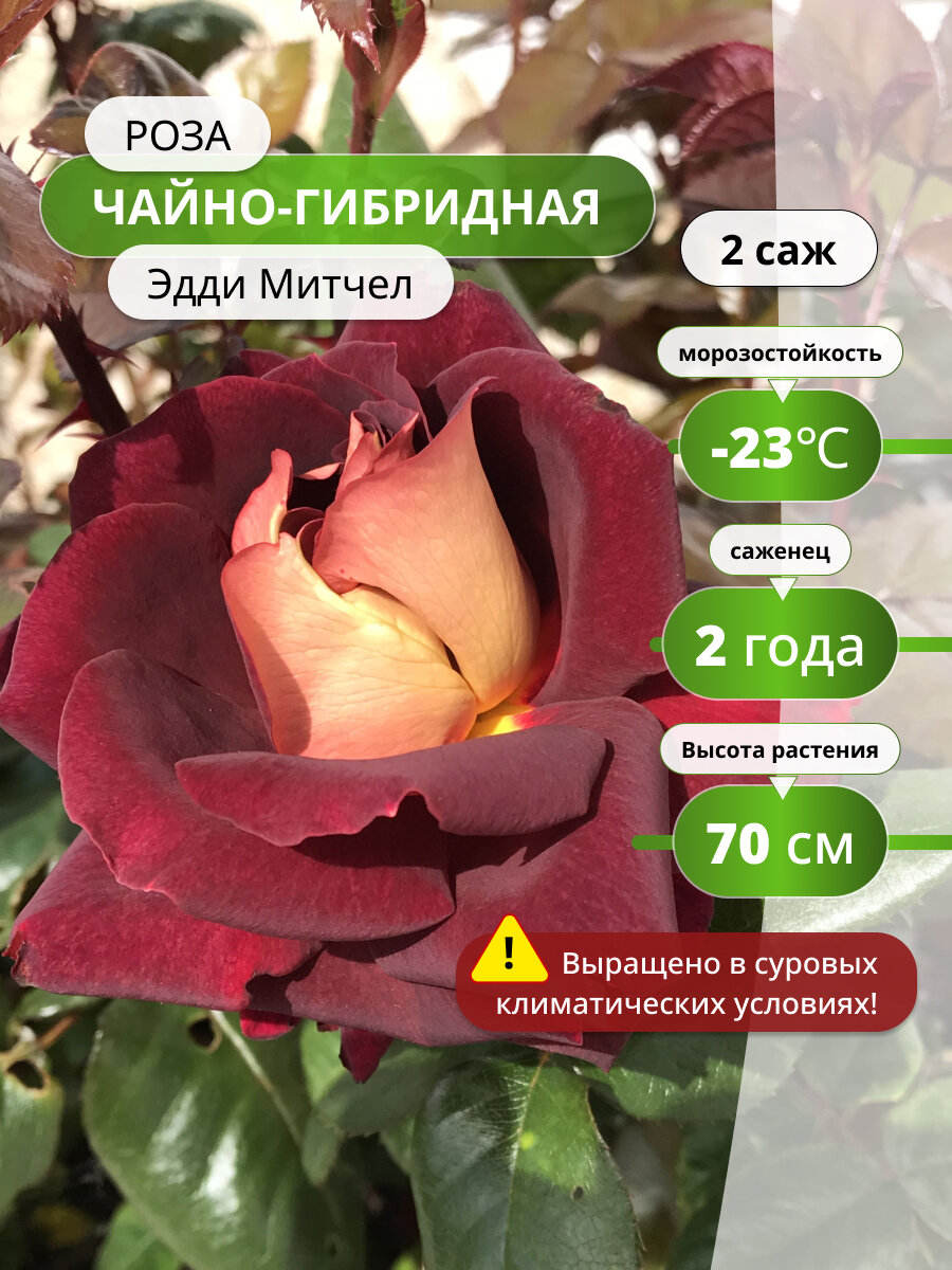 Роза чайно-гибридная Эдди Митчел (Eddy Mitchell) / 2 шт, роз