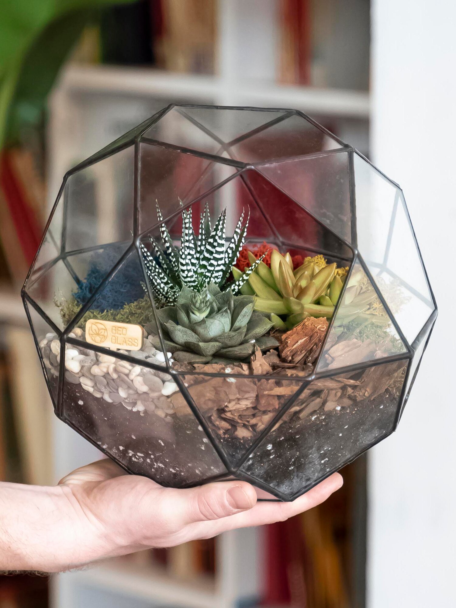 Geo Glass: Суккуленты живые , стеклянный флорариум , подарок