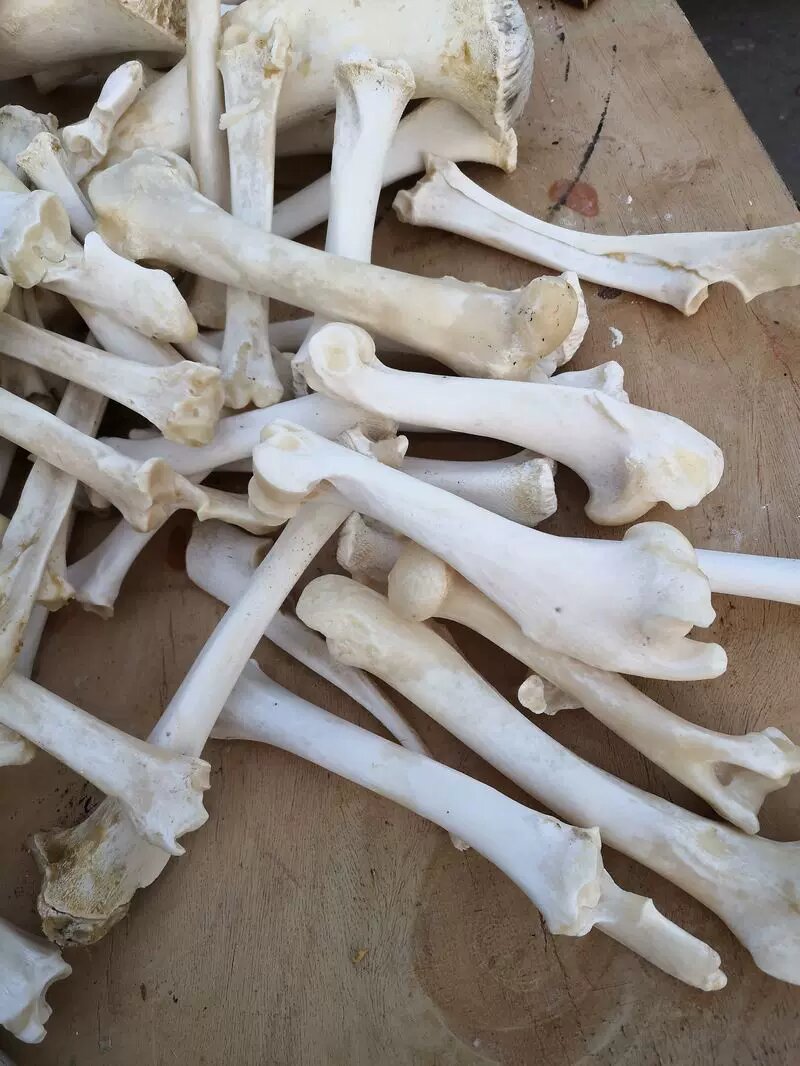 Образцы бычьих костей, отбеленные кости ягнятины, практика резьбы по костям ягнятины, ручная роспись, обучение ремеслам