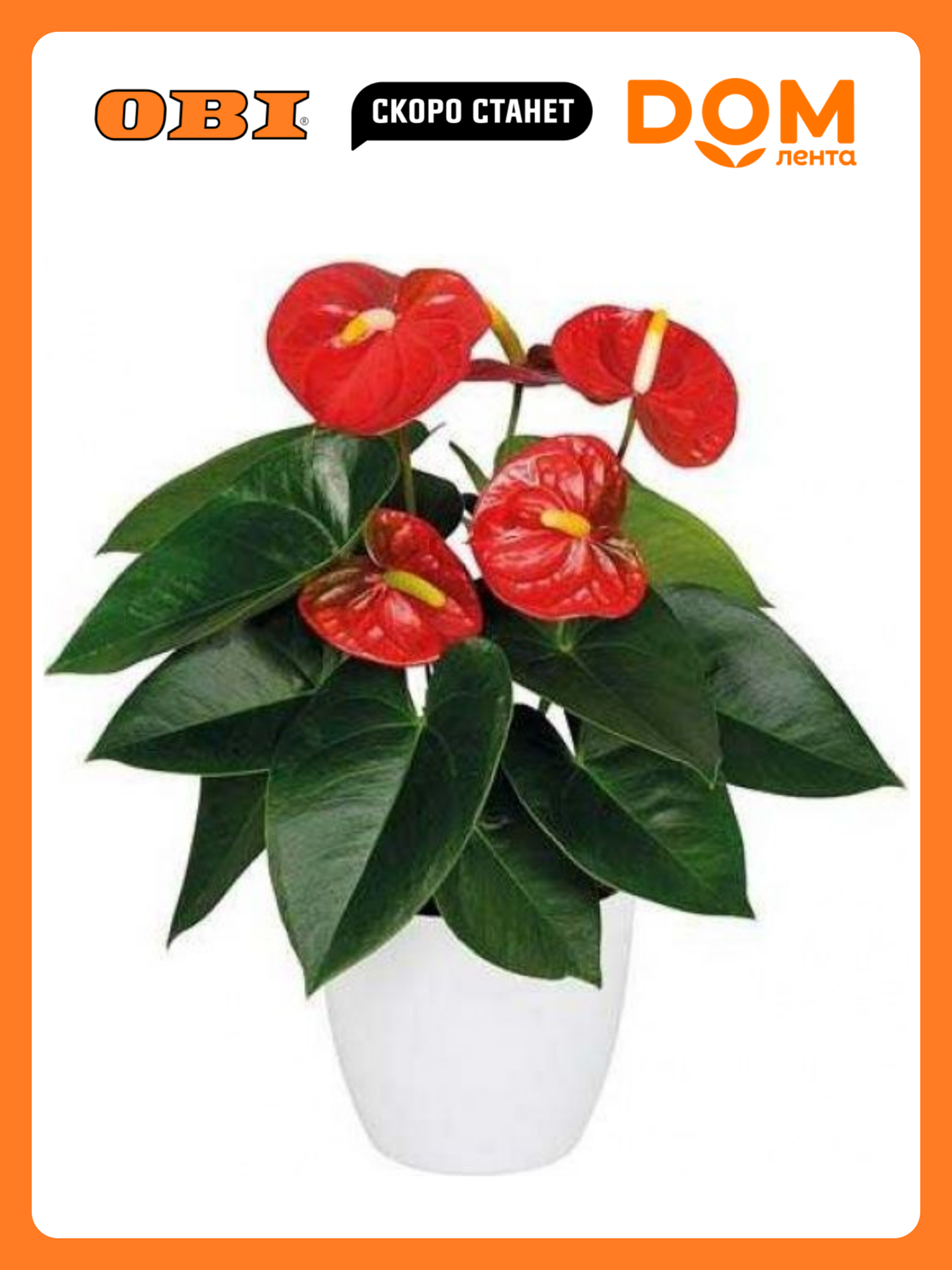 Антуриум "Роял Ред", декоративно-цветущий, многолетнее растение